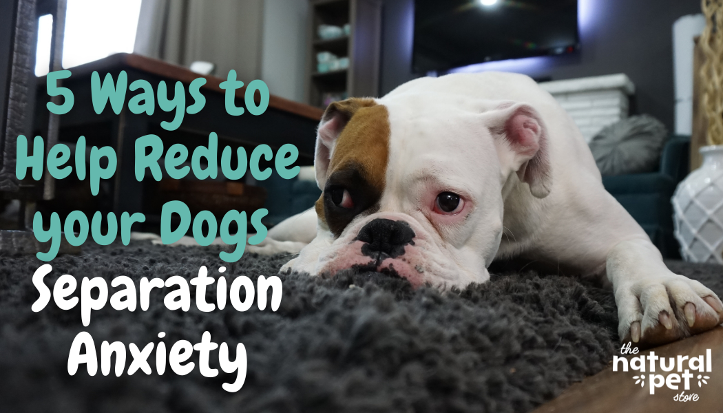 5 Ways to Help Reduce your Dogs Separation Anxiety