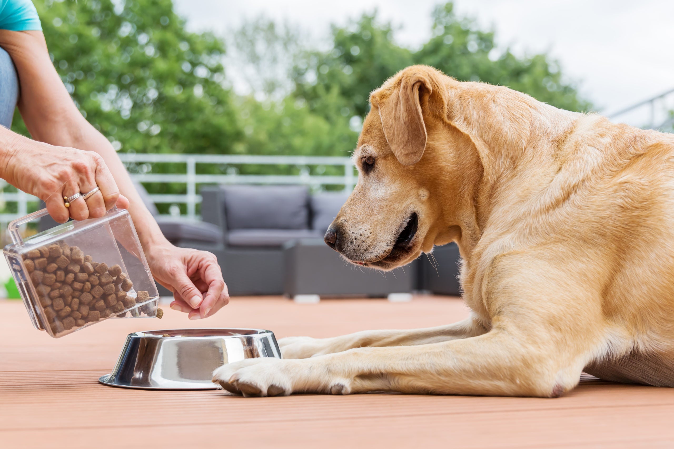 Could your pet be on our taste test panel?